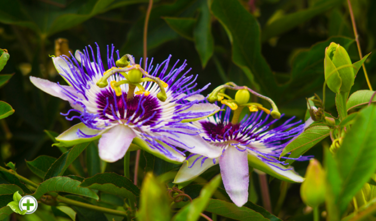 15 Best Safe Smokable Herbs And Blends - Ulti Health Guide