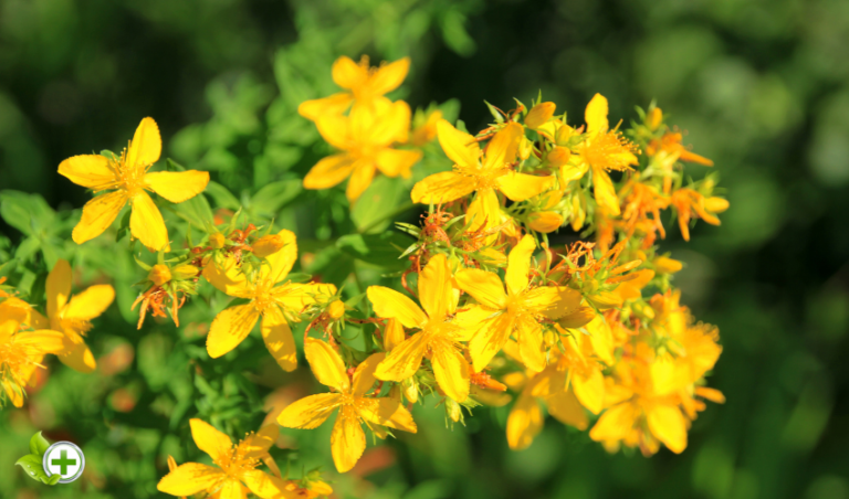 15 Best Safe Smokable Herbs And Blends - Ulti Health Guide