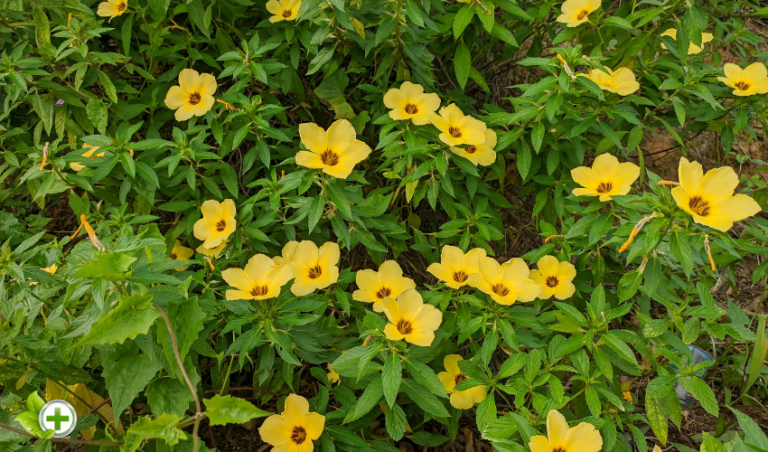 15 Best Safe Smokable Herbs And Blends - Ulti Health Guide