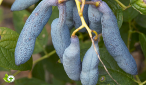 15 Delicious Blue Fruits & Vegetables - Ulti Health Guide