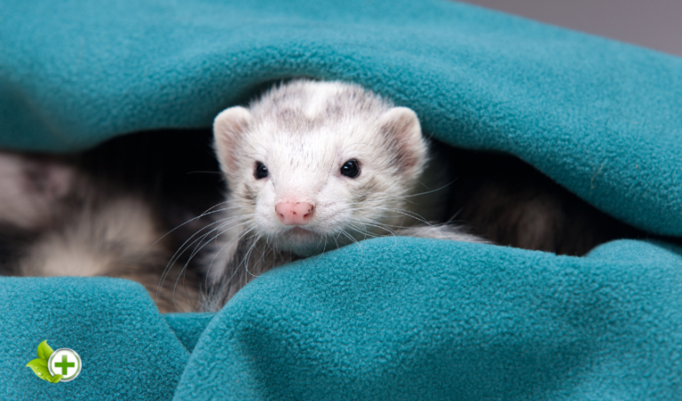 Are Ferrets Good Pets And What To Consider Before Getting One - Ulti ...