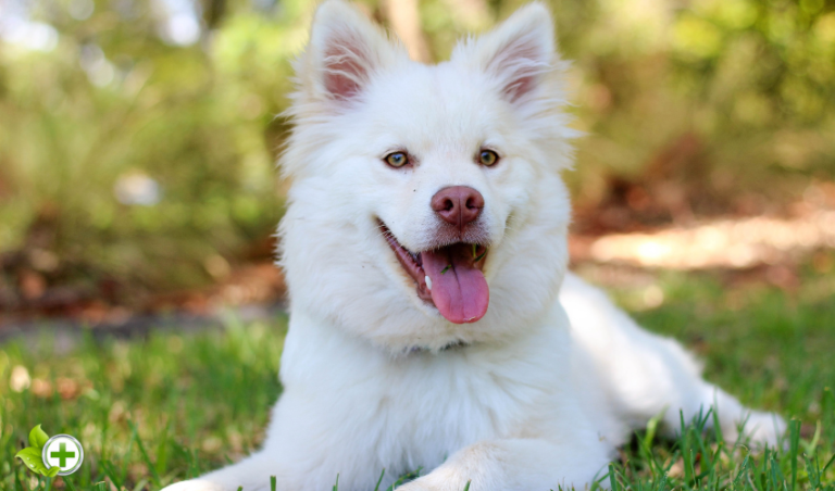 Dog Zoonotic Diseases - Ulti Health Guide